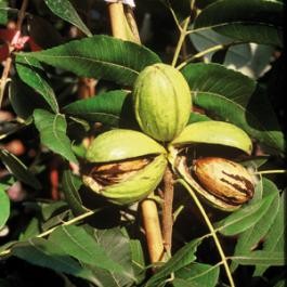 Noce Pecan Vivai Squadrito