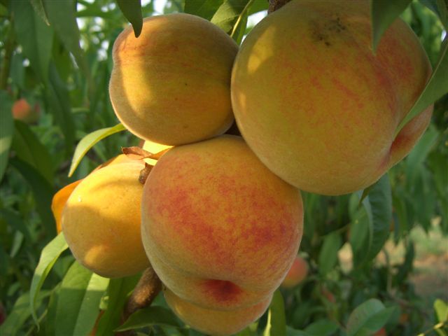 Percoca Baby Gold 9 Vivai Squadrito